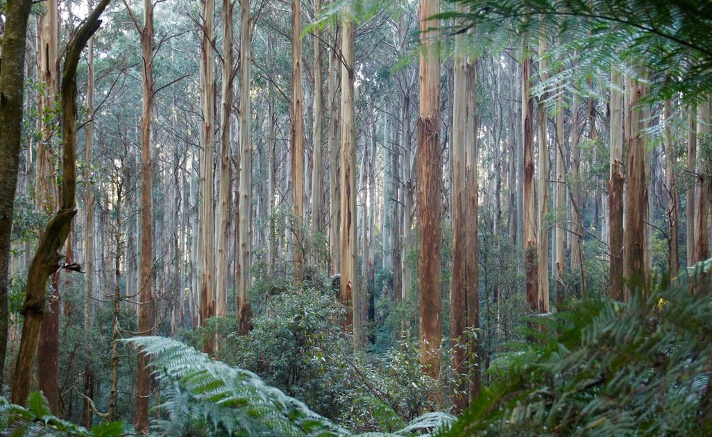 Email your local MP | Protect Victoria’s Forests for Good