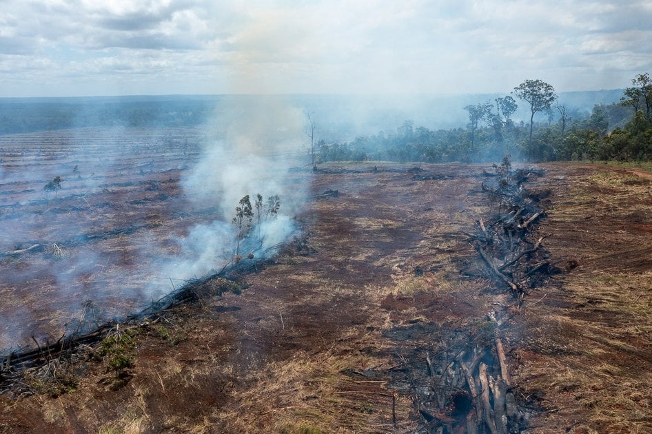 Together, we can end Queensland’s deforestation crisis | Stand Up For ...